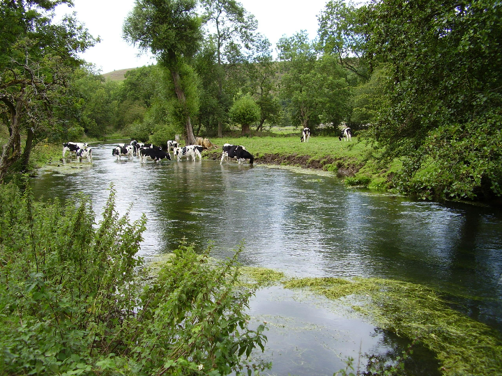 Análisis de la gamba de río: descubre las mejores opciones para tus ...