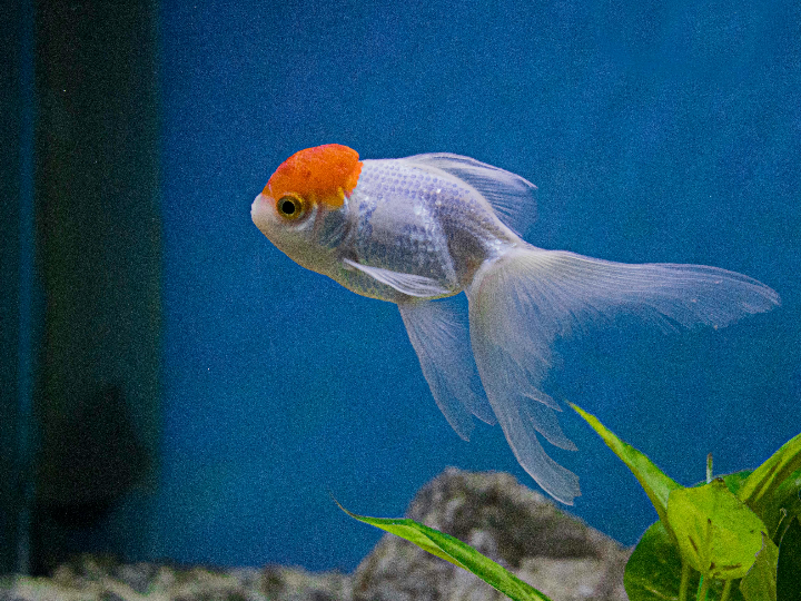 Oranda Goldfish: Análisis de esta popular variedad de pez y comparativa ...